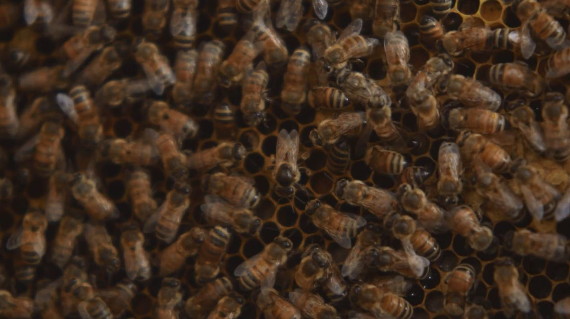 Swarm Season | MASS MoCA